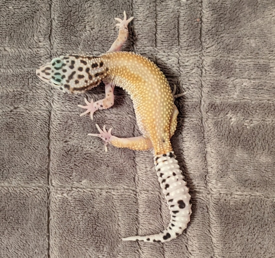 FREE SHIPPING Pet Quality Hypo Tangerine Eclipse Female Leopard Gecko ...