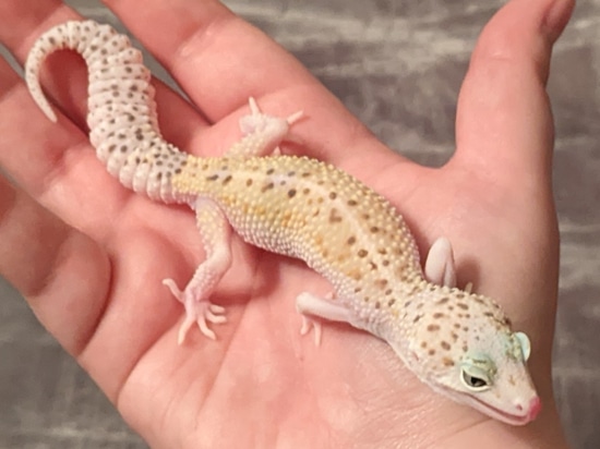 Male White & Yellow Eclipse Leopard Gecko by Leckgo's Lair