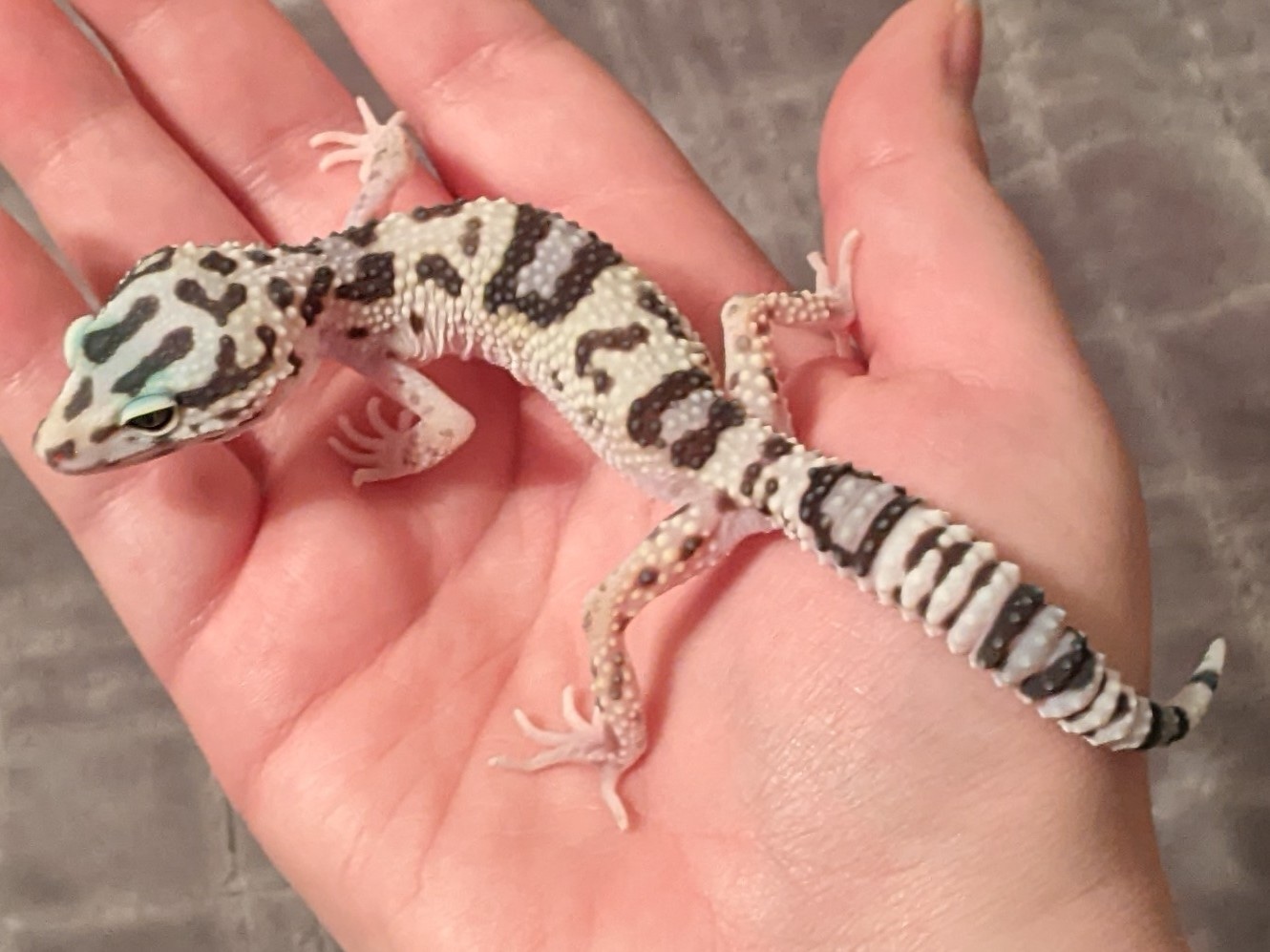 Kermanshah Province Angramainyu Gecko Leopard Gecko by Leckgo's Lair ...