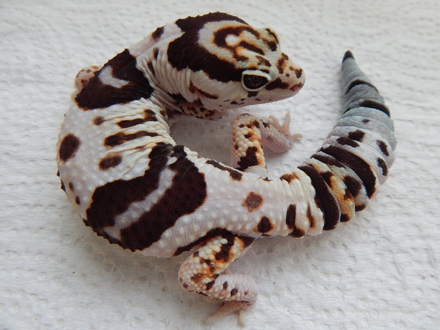 White Out Het Caramel Oreo African Fat-Tailed Gecko by Leckomygecko ...