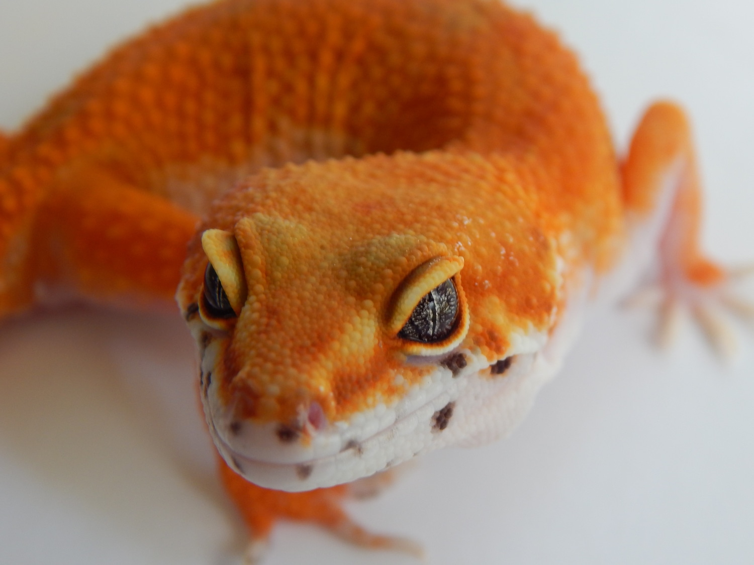 Tang Leopard Gecko by Leckomygecko - MorphMarket