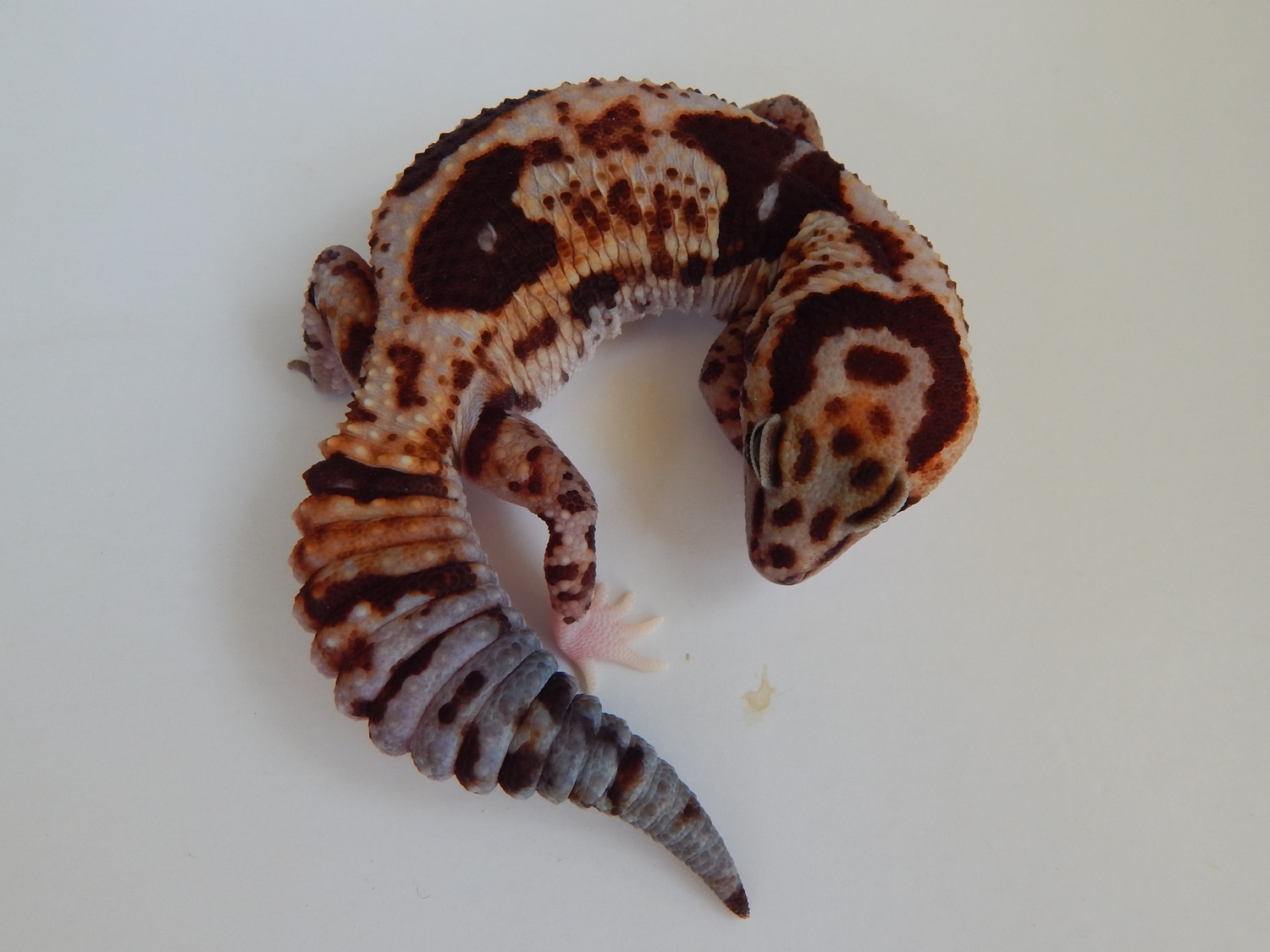 WO WS Het Amel Zulu African Fat-Tailed Gecko by Leckomygecko - MorphMarket