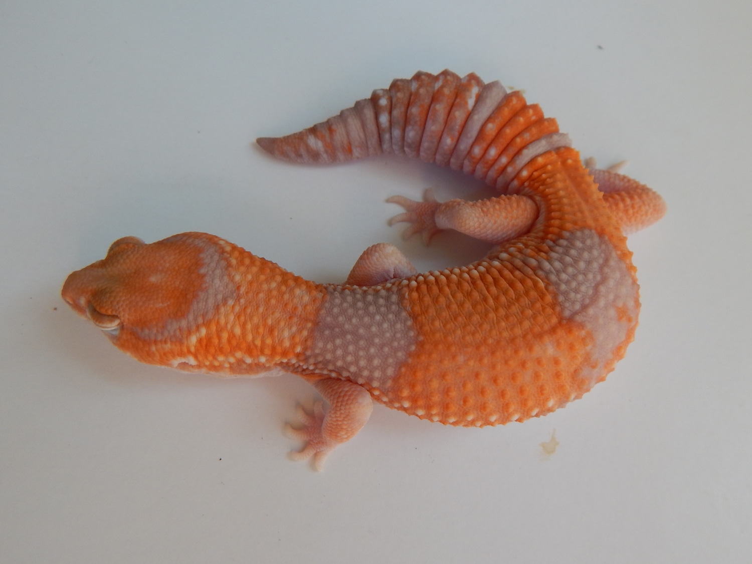 Amel Ph Patty African Fat-Tailed Gecko by Leckomygecko - MorphMarket