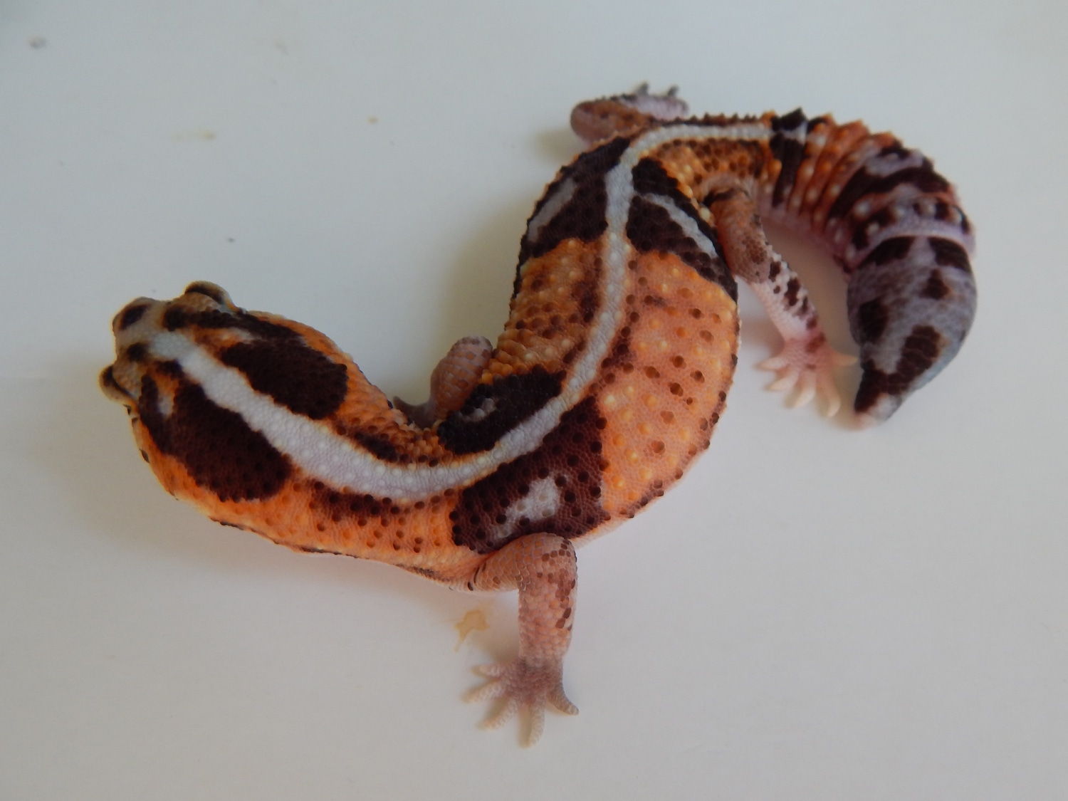 Tang Wo Ws Ph. Amel Oreo African Fat-Tailed Gecko by Leckomygecko ...
