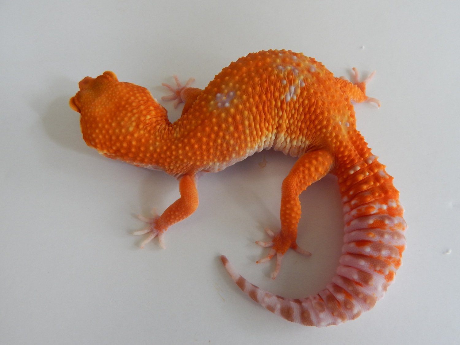 OG Sunglo (Tremper) Leopard Gecko by Leckomygecko - MorphMarket