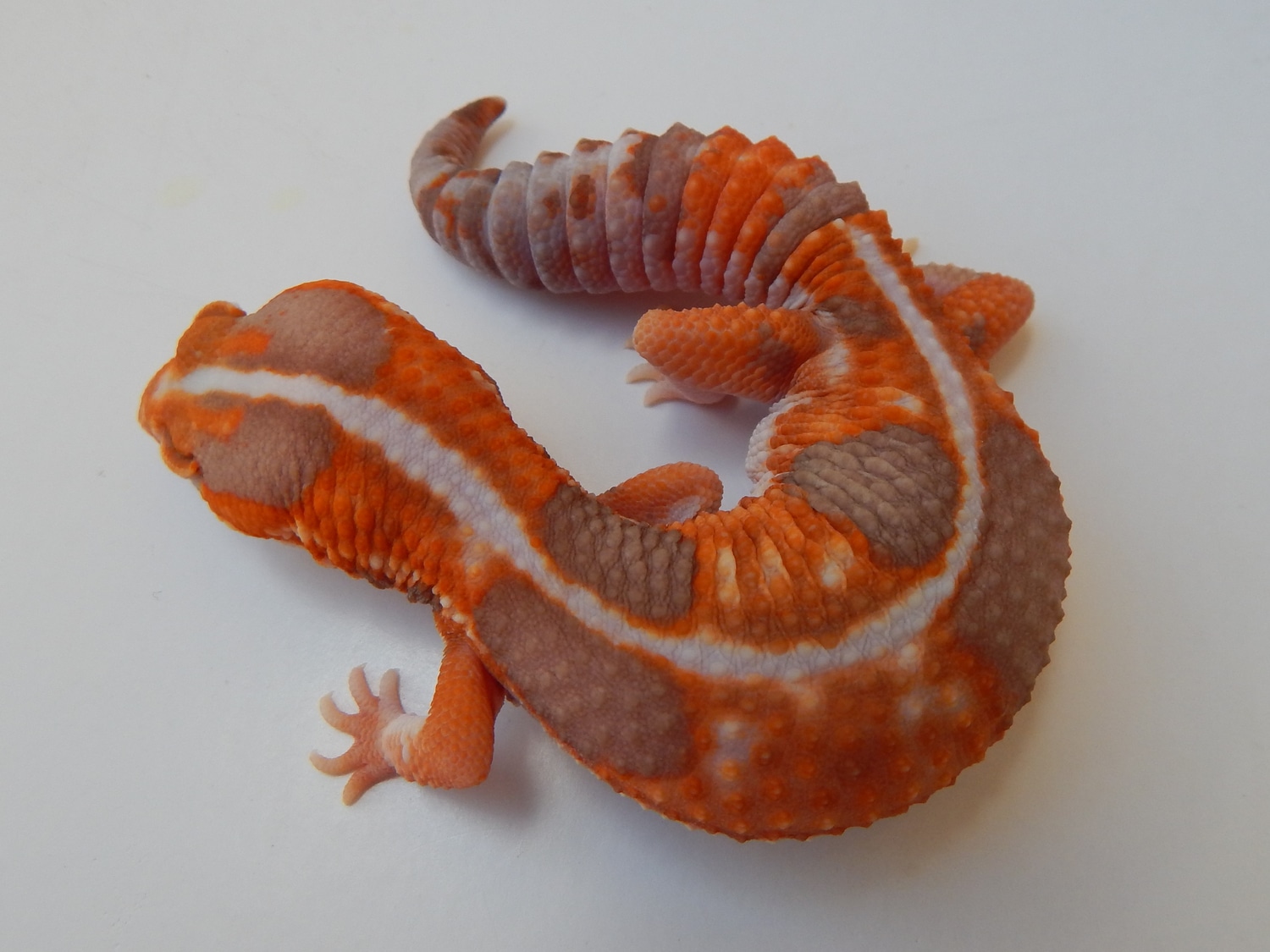 Tangerine Whiteout Amel Ph. WS African Fat-Tailed Gecko by Leckomygecko ...