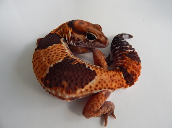 Normal Ph. Amel WS African Fat-Tailed Gecko by Leckomygecko