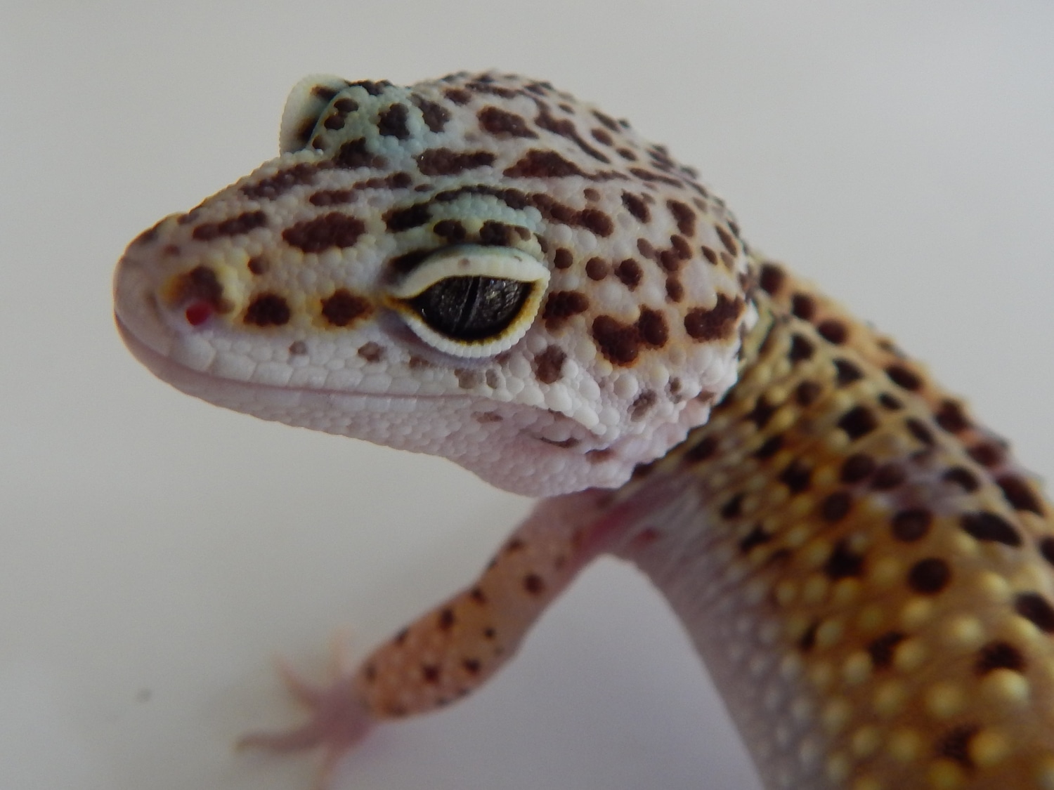 BN X Mack Snow H Murphy Patternless Ph Tremper Leopard Gecko by ...