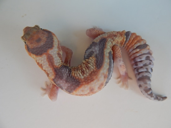 Whiteout Ghost African Fat-Tailed Gecko by Leckomygecko