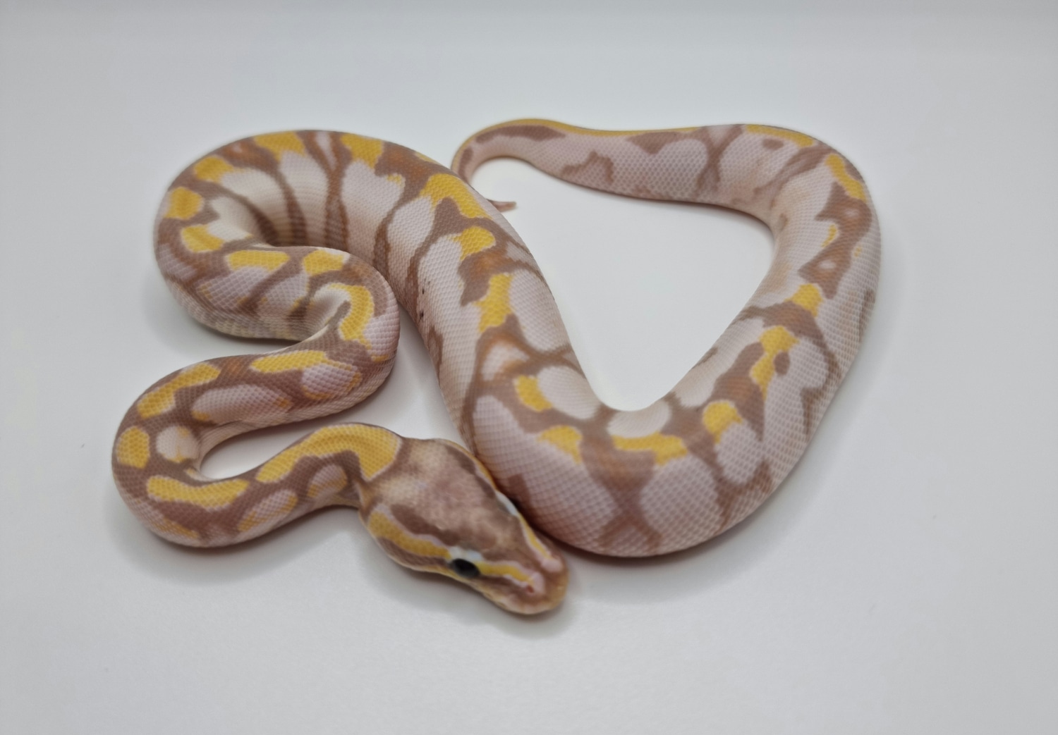 Banana Enchi Calico Ball Python by Enhanced morphs - MorphMarket
