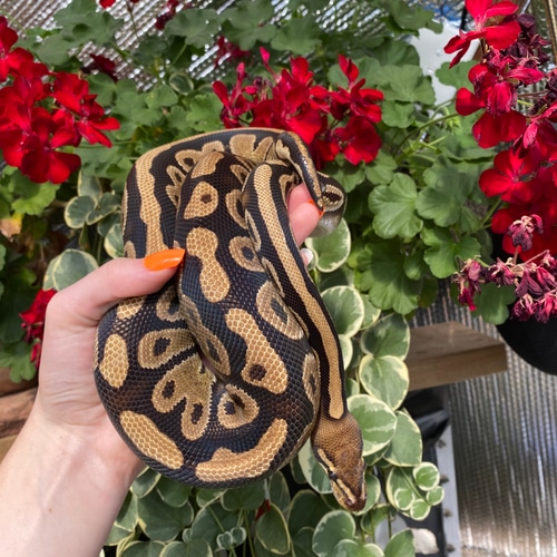 Lee Family Exotics - MorphMarket