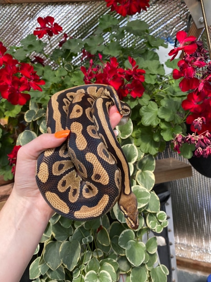 RTB Cypress Ball Python by Lee Family Exotics