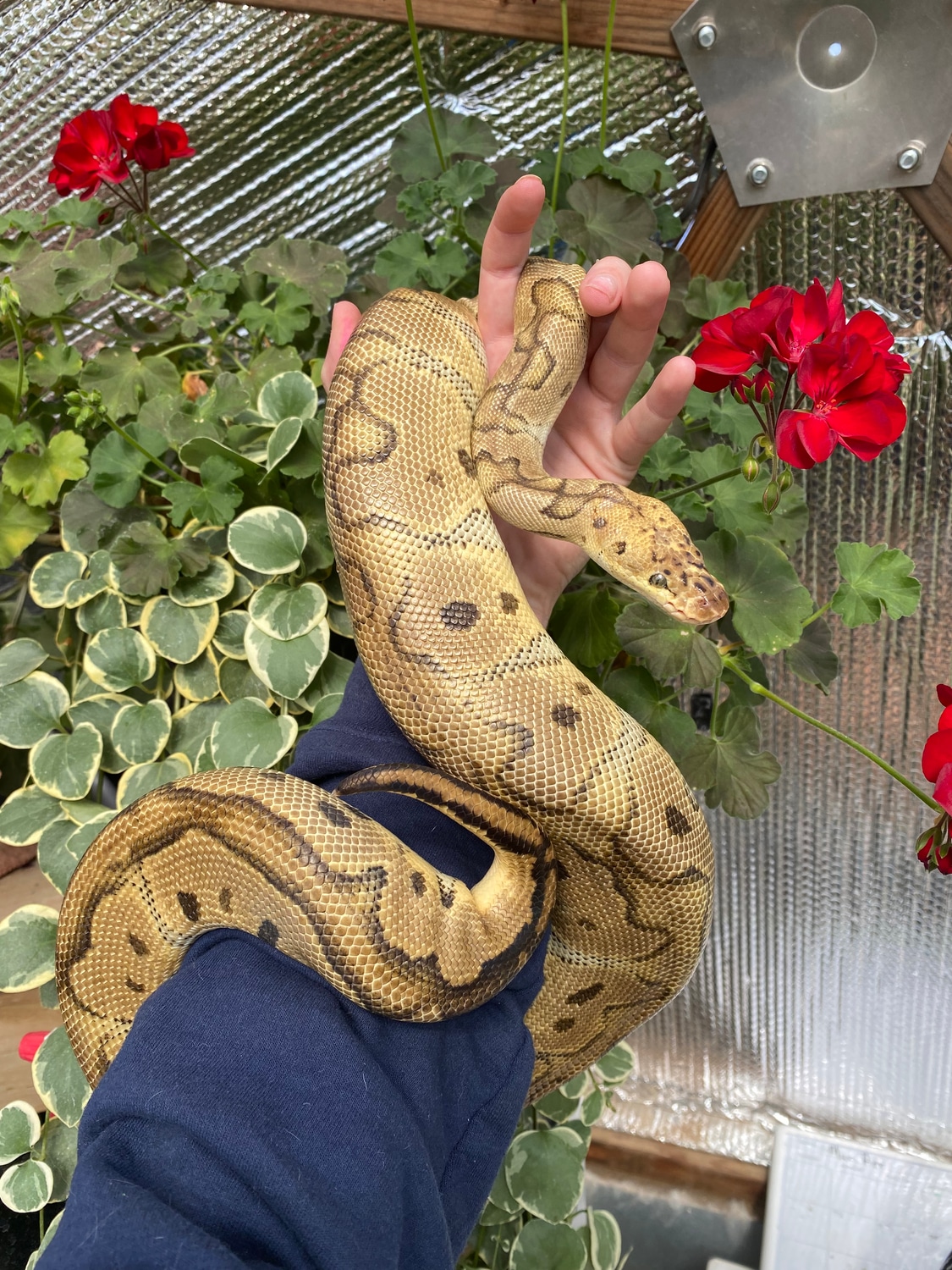 RTB Pastel Clown Ball Python by Lee Family Exotics - MorphMarket