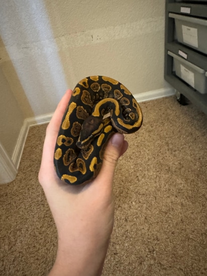Wookie Cinnamon Orange Dream Or Yellow Belly 50% Het Hypo Ball Python by Lee Family Exotics