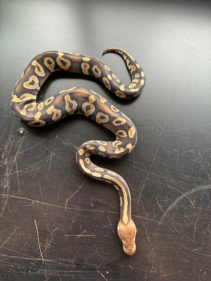 Redhead Mojave Chocolate Het Hypo 50% Desert Ghost Ball Python by Lee Family Exotics