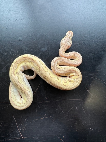 Pastel Lesser Leopard Clown Ball Python by Lee Family Exotics