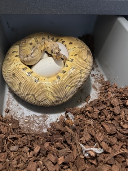 PB Pastel Clown Poss Motley Ball Python by Lee Family Exotics