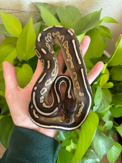 🔥no Reserve🔥Redhead Mojave 50% Het Hypo Ball Python by Lee Family Exotics
