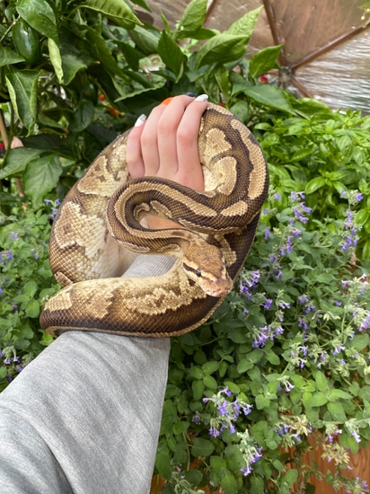 Cypress Fire Granite Yellow Belly Redstripe Ball Python by Lee Family Exotics
