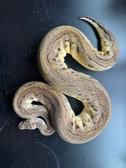 Pastel Spotnose Redstripe Cinnamon Clown Ball Python by Lee Family Exotics