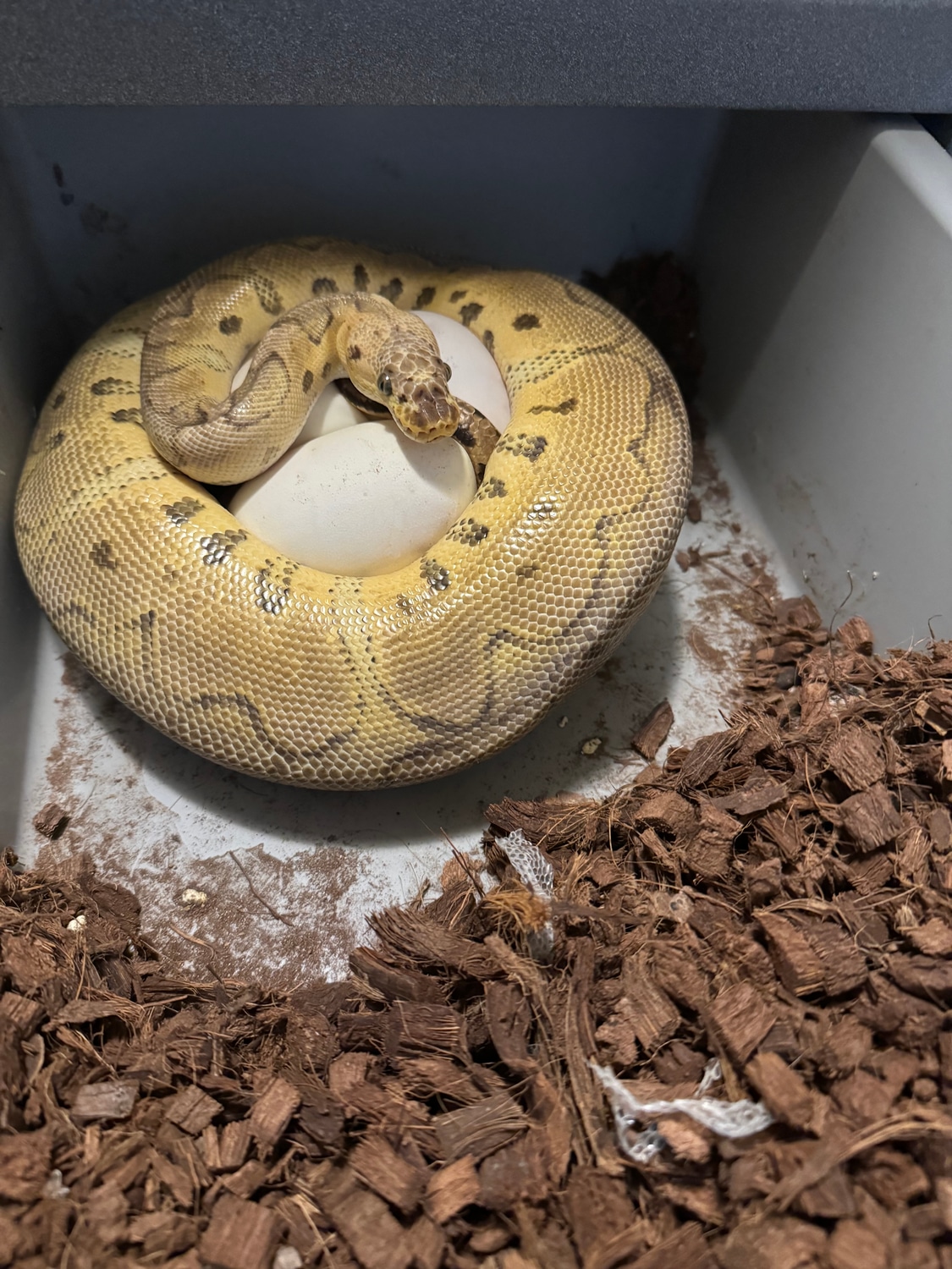 Ball Python Clutch: Red/Monty by Lee Family Exotics - MorphMarket