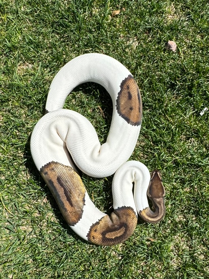 Proven RTB Pied Ball Python by Lee Family Exotics