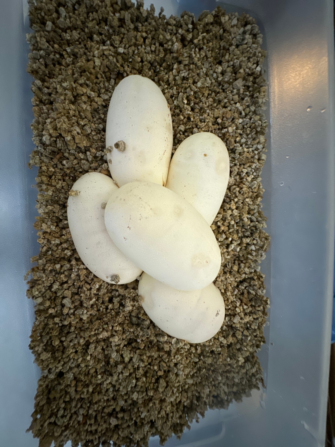 Ball Python Clutch: Lizzy/Red by Lee Family Exotics - MorphMarket