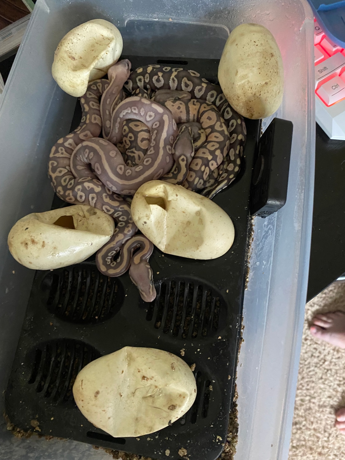 Ball Python Clutch: Red/Salem by Lee Family Exotics - MorphMarket