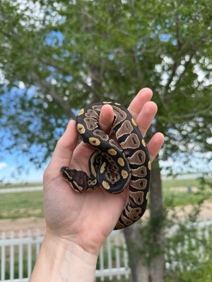 Redhead 66% Het Hypo Ball Python by Lee Family Exotics