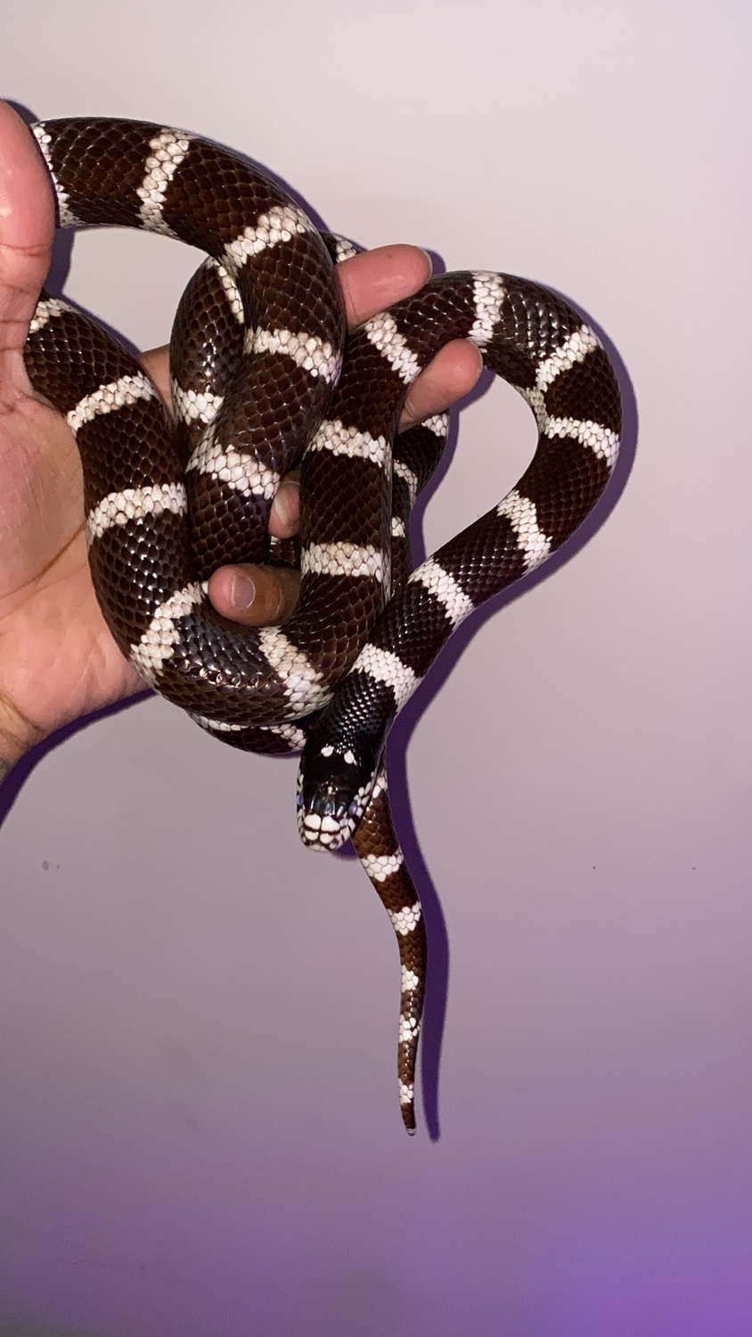 Coastal Banded King Snake California Kingsnake by Jay’s exotic fish ...