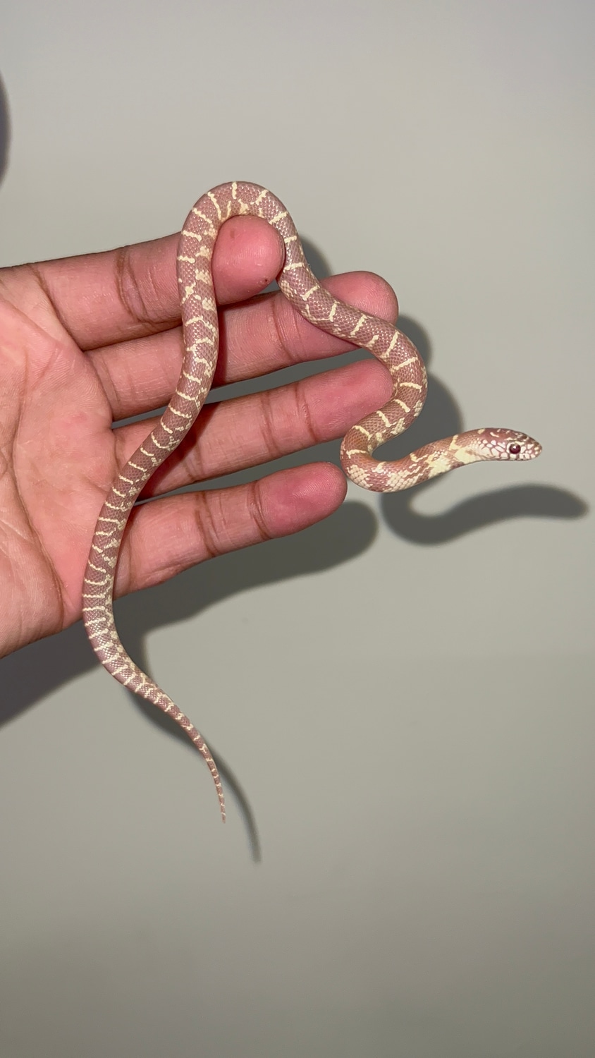 Lavender Albino King Snake Florida Kingsnake by Jay’s exotic fish ...