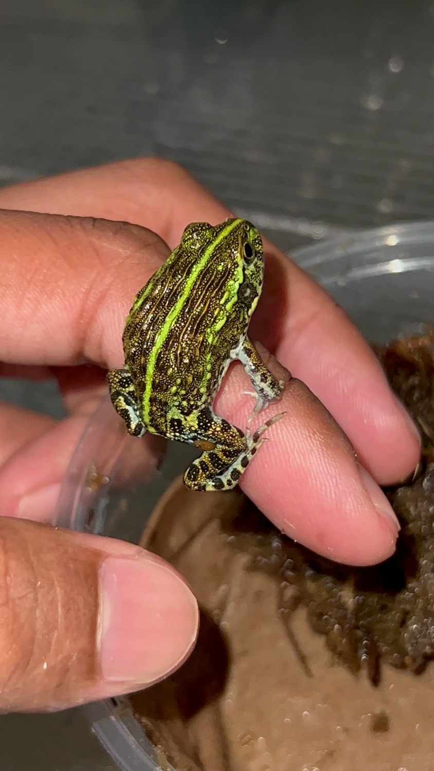 African ( Pixie ) Bullfrog by Jay’s exotic fish & reptiles - MorphMarket