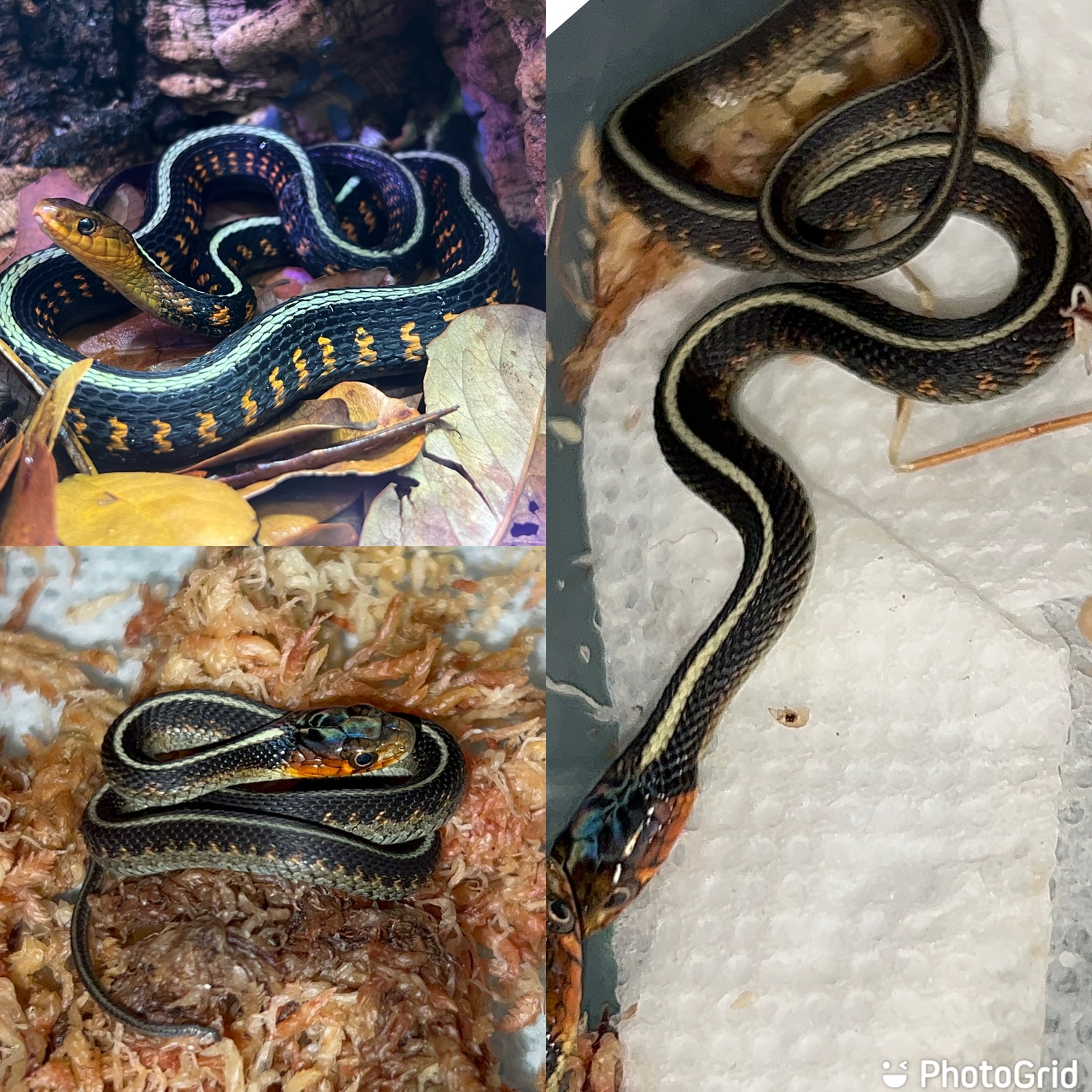 Oregon Red Spotted Garter Snake by Jay’s exotic fish & reptiles ...