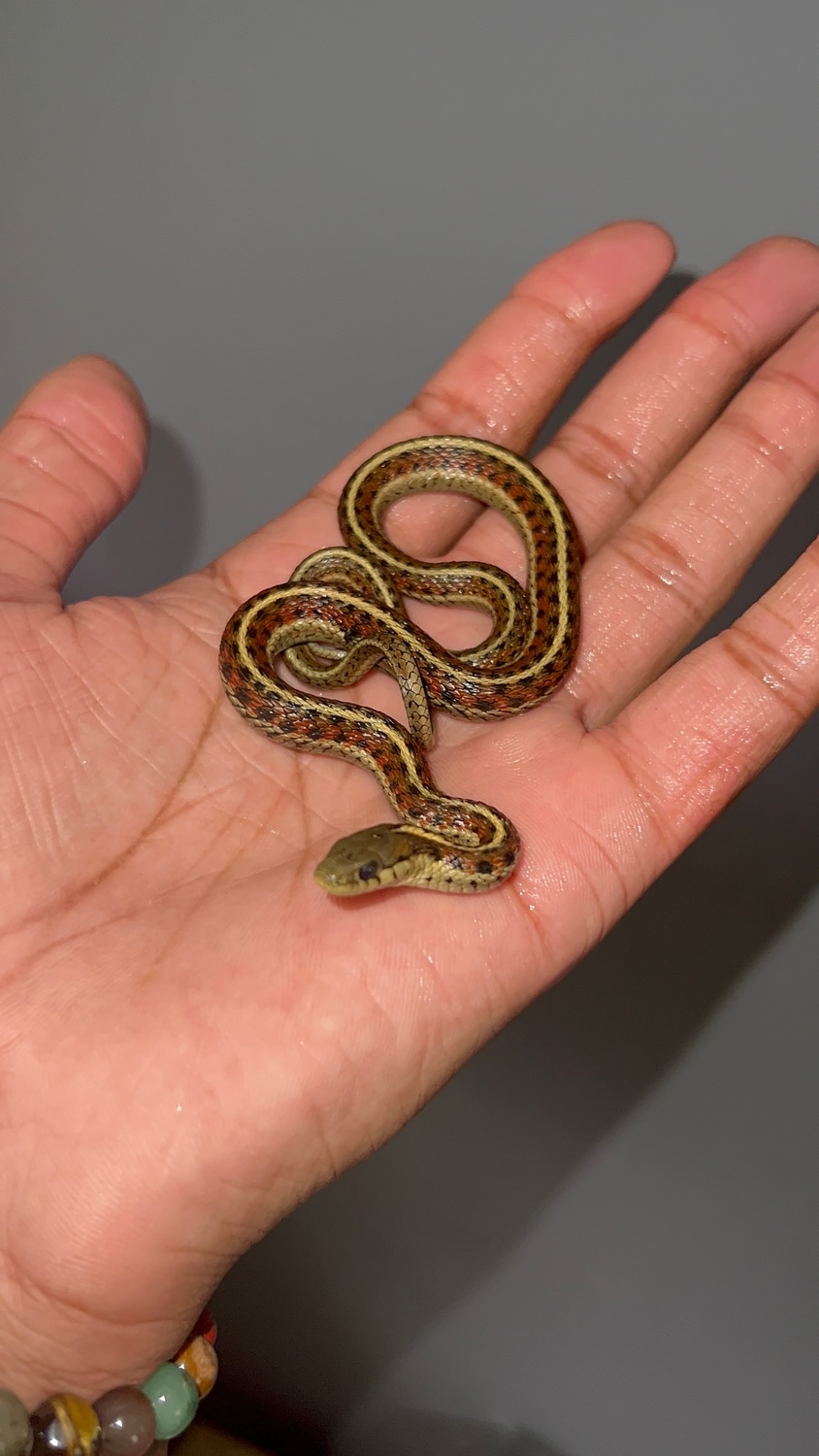 Coast Garter Snake by Jay’s exotic fish & reptiles - MorphMarket