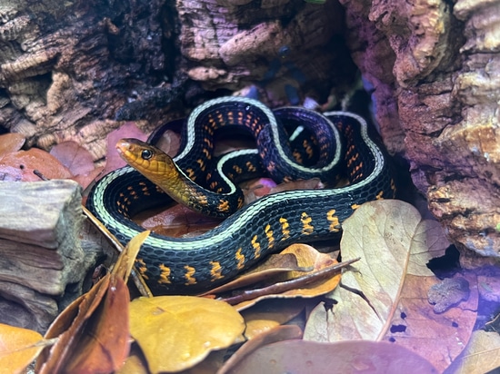 Oregon Red Spotted Garter Snake by Jay’s exotic fish & reptiles