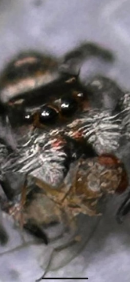 L5/L6 Instar Regal Jumping Spiderlings by Lee Lee’s T’s and Spood’s