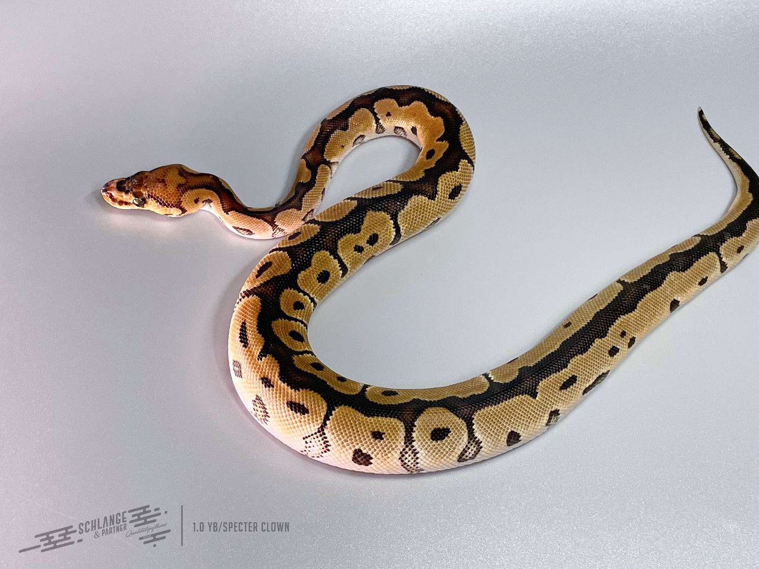 YB / Specter Clown Ball Python by Schlange & Partner - MorphMarket