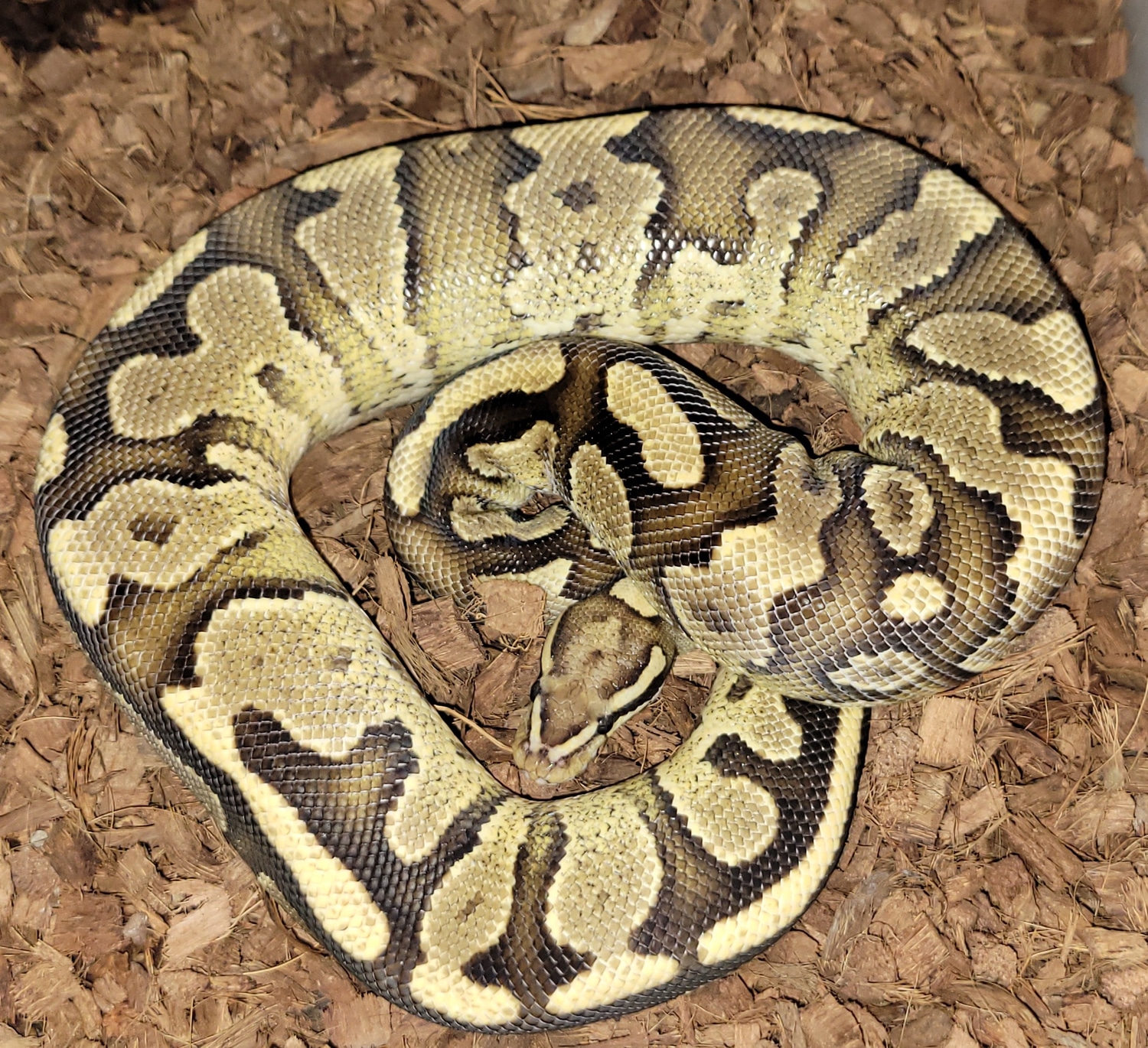 Fire Yellow Belly Ball Python by L&C Reptiles - MorphMarket