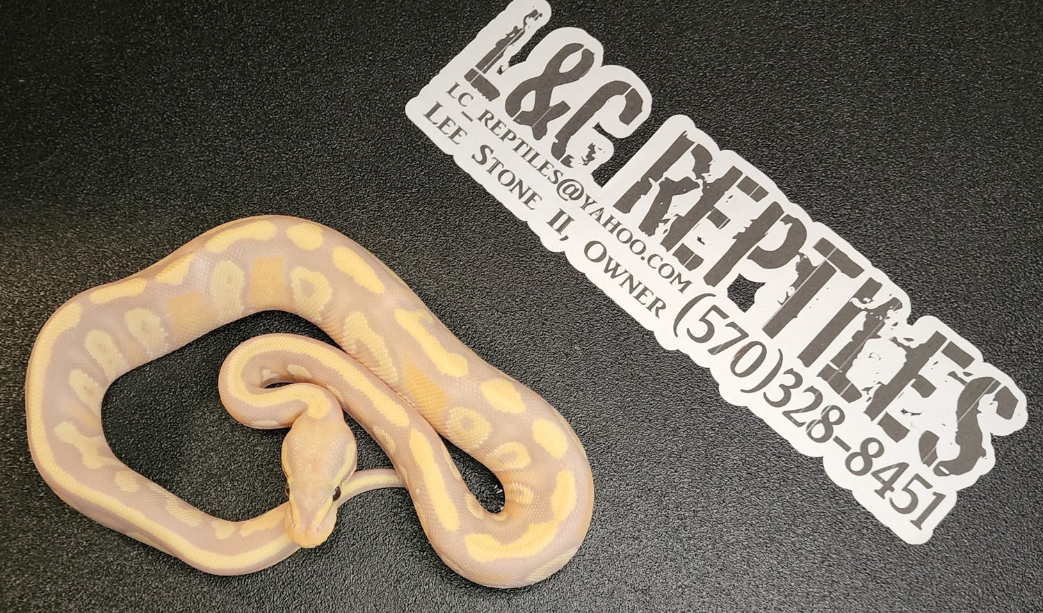 Banana Lesser Ball Python by L&C Reptiles - MorphMarket
