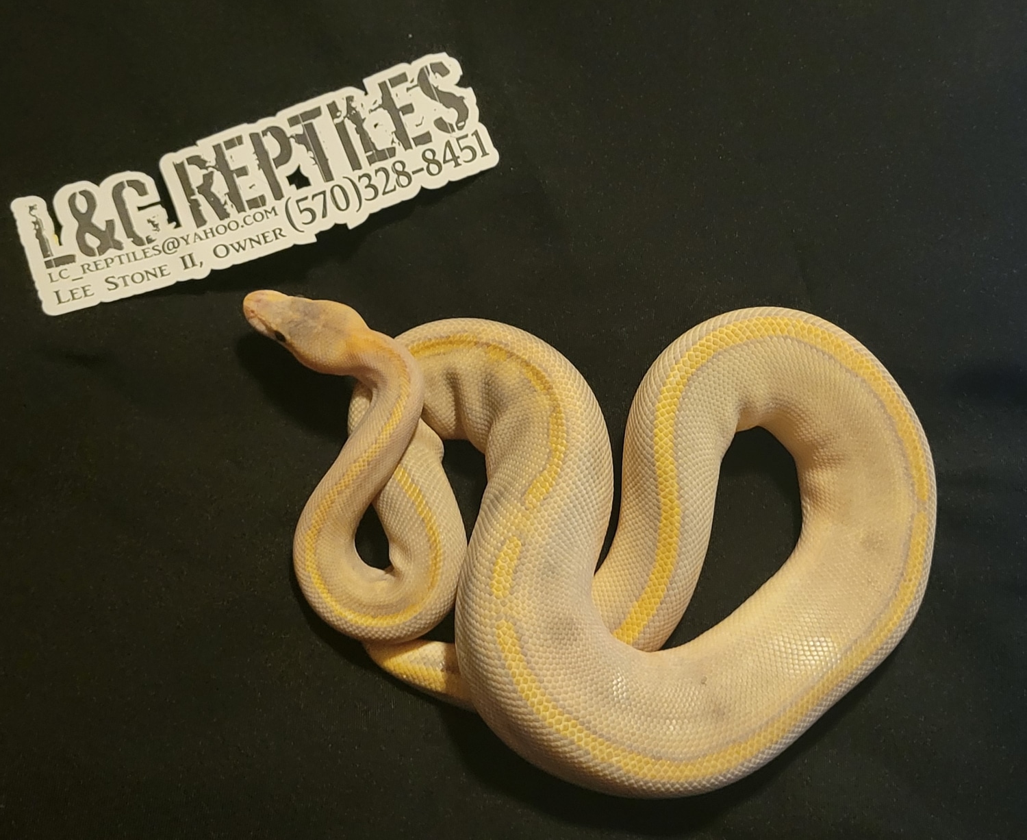 Ghost Champagne Ball Python by L&C Reptiles - MorphMarket