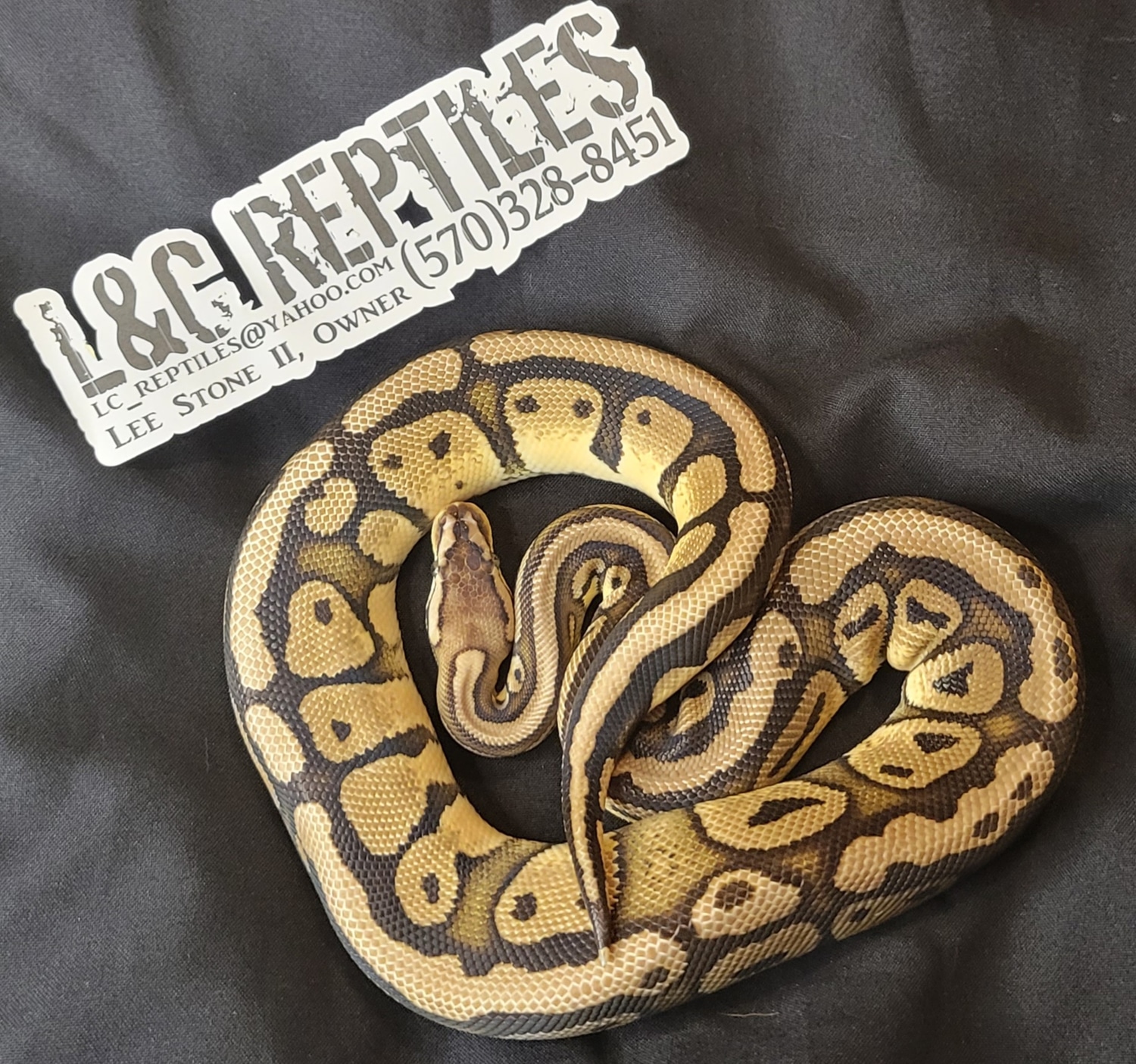 Pastel Redstripe Het Clown Ball Python by L&C Reptiles - MorphMarket