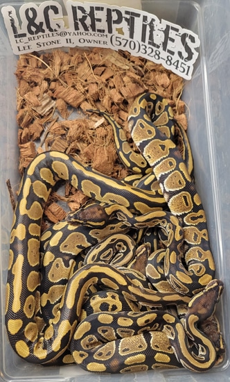 Normal Ball Python by L&C Reptiles