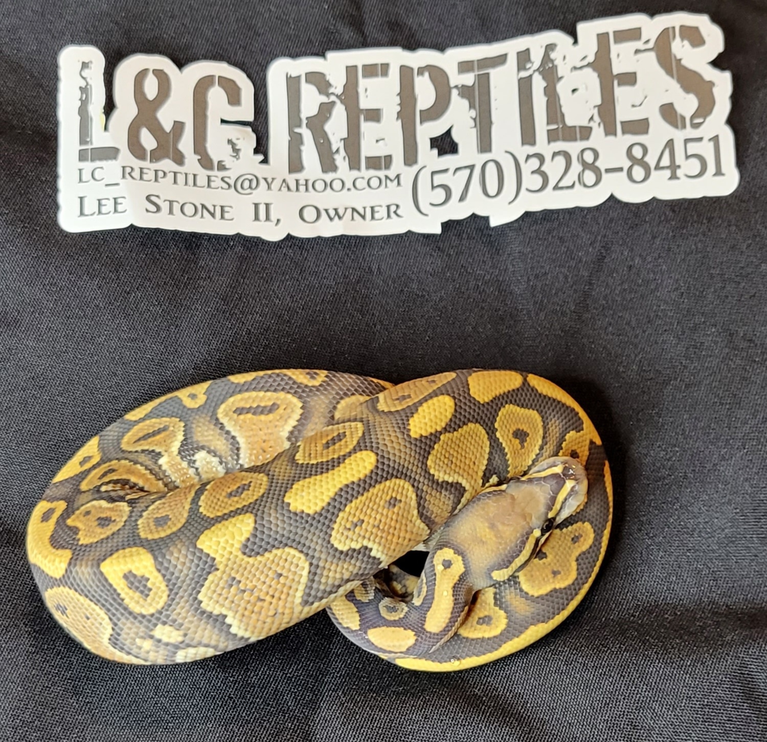 Ghost Ball Python by L&C Reptiles - MorphMarket