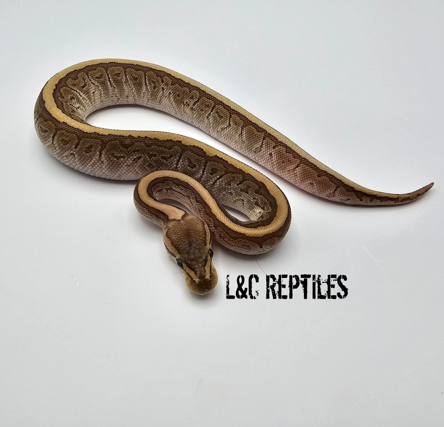 Free Shipping Pinstripe Lesser Pos Het Clown Ball Python by L&C ...
