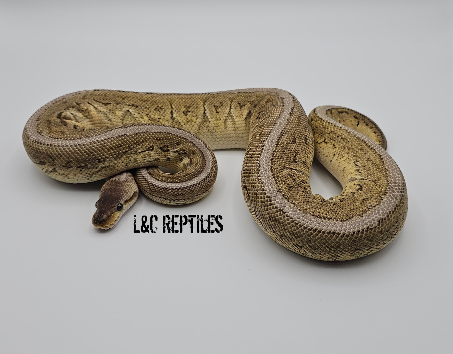 Pewter Blast Ball Python by L&C Reptiles - MorphMarket