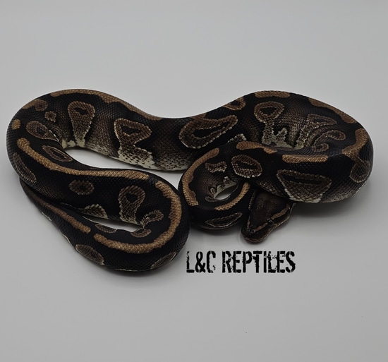 Mahogany Het Pied (PB!) Ball Python by L&C Reptiles