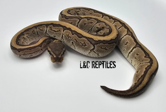 Jigsaw Ball Python by L&C Reptiles