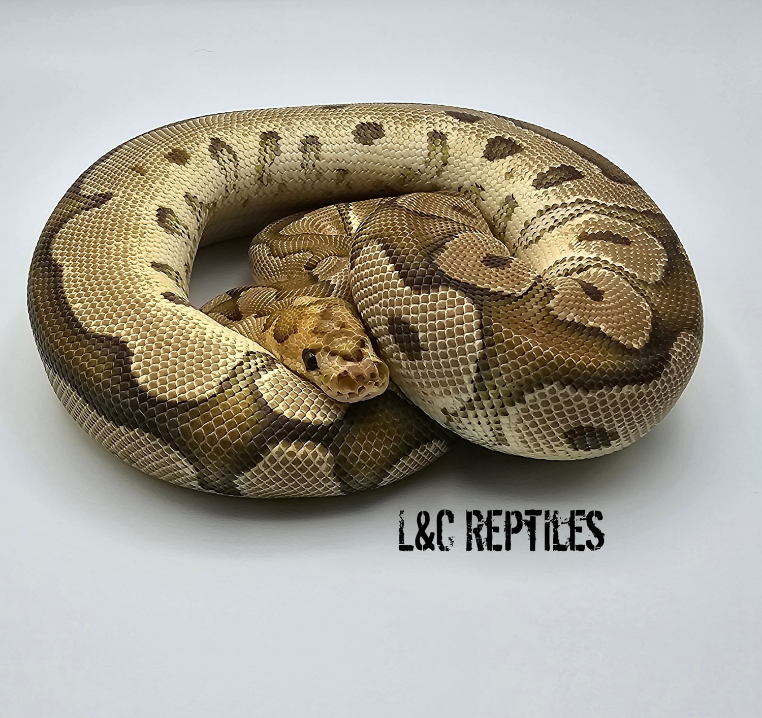 Fire Clown Ball Python by L&C Reptiles - MorphMarket