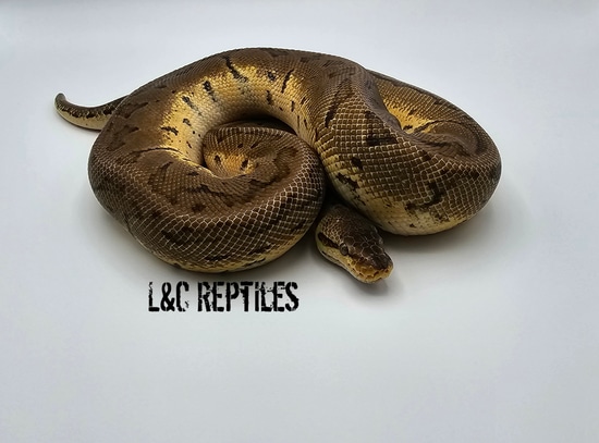 LEMONBLAST Ball Python by L&C Reptiles