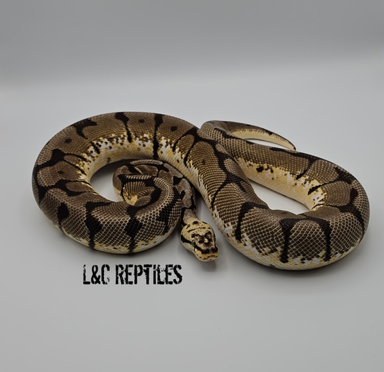 Super Pastel Spider Het Clown Ball Python by L&C Reptiles